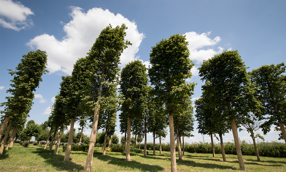 Tei de 10 metri înălțime, pregătiți pentru parcul din dezvoltarea Palas