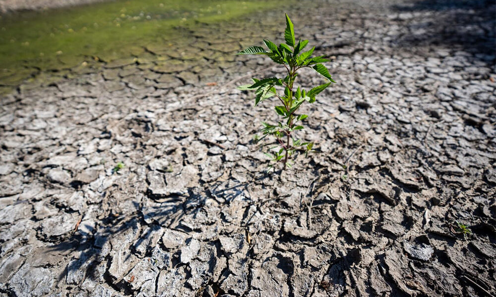 Peste 3.000 ha de culturi agricole sunt afectate de secetă în județul ...